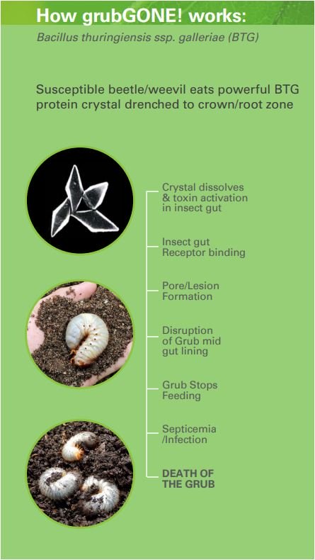 Grub GONE! Biological Control | Nutri-Lawn