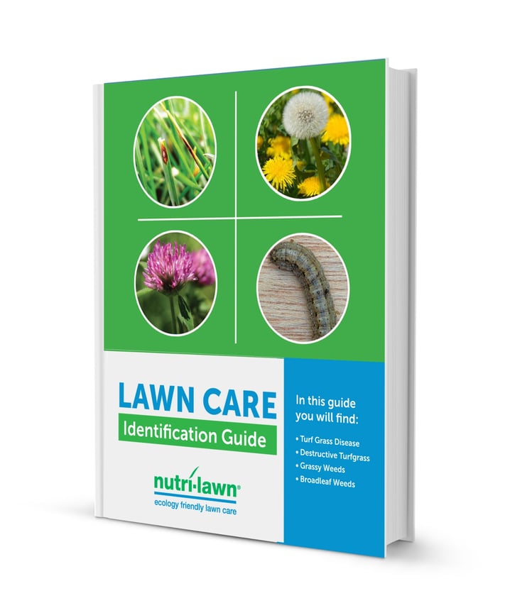 Weed Control | Nutri-Lawn