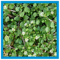 Broadleaf Weeds | Nutri-Lawn