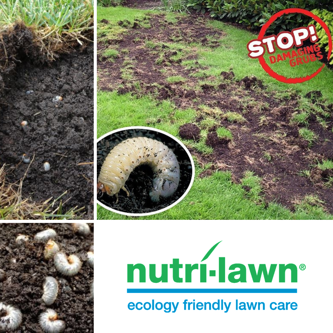 IPM Grub Control | Nutri-Lawn