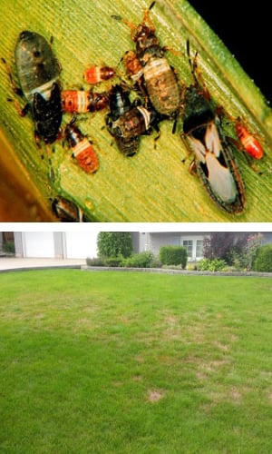 Chinch Bug Control | Nutri-Lawn
