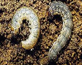 Cutworm | Nutri-Lawn