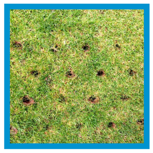 Lawn Services | Nutri-Lawn
