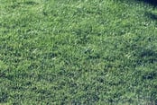 Grass Types: Perennial Ryegrass | Nutri-Lawn