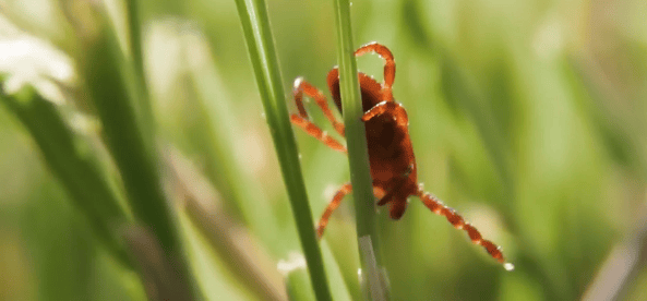 Tick Talk: Understanding The Seasonality Of Ticks