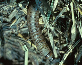 Sod Webworm | Nutri-Lawn