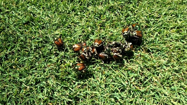 Japanese Beetle Life Cycle
