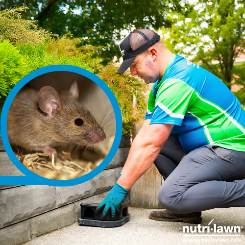 Rodent Control Maple Ridge | Nutri-Lawn